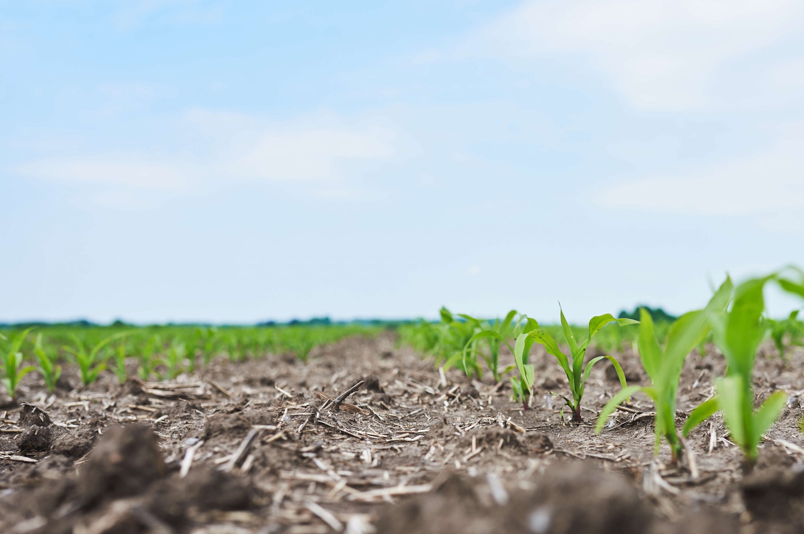Calagem: o que é, como fazer e escolher o tipo de calcário